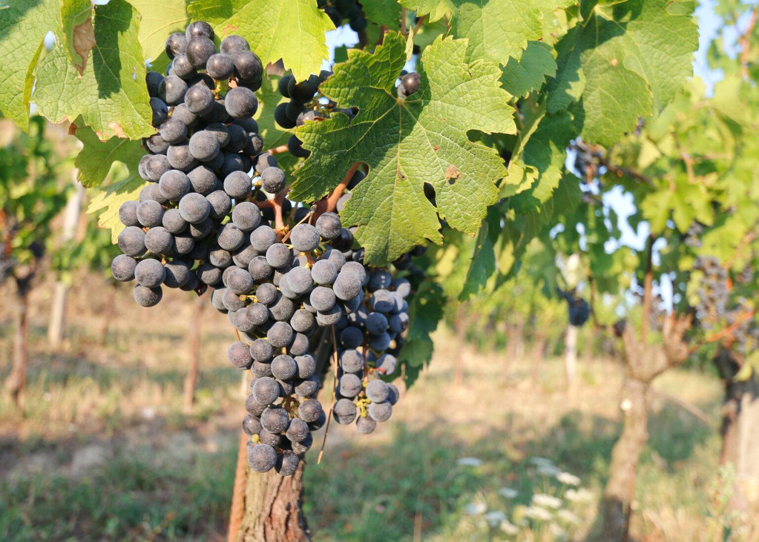 EMbio || Prodotti dalla Natura, per la Natura e per l'Uomo - EMbio